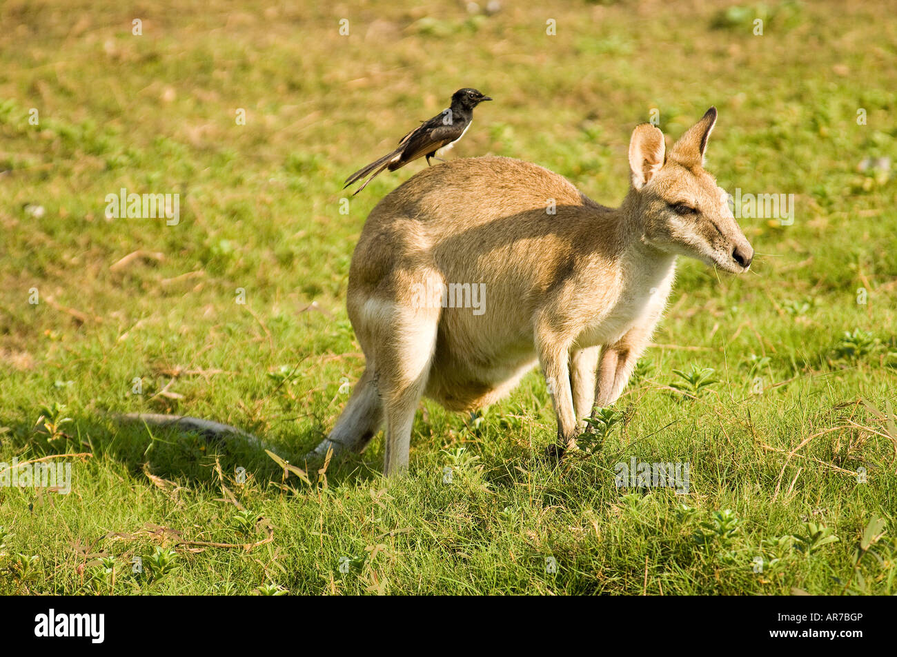 Agile Wallaby Macropus agilis with wag tail on it's back Stock Photo ...