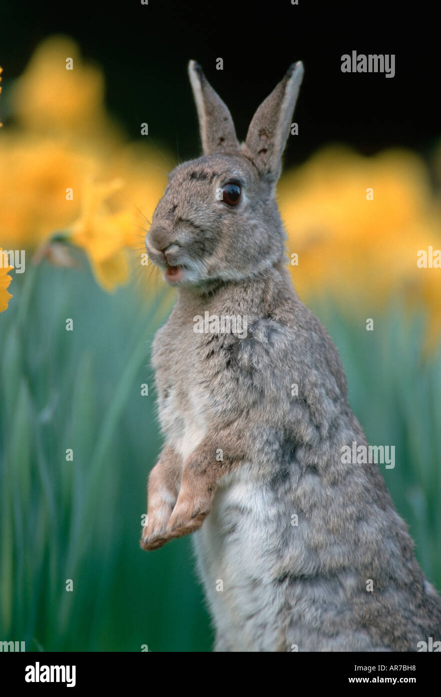 European Wild rabbit, Oryctolagus cuniculus, Wildkaninchen, Europe ...