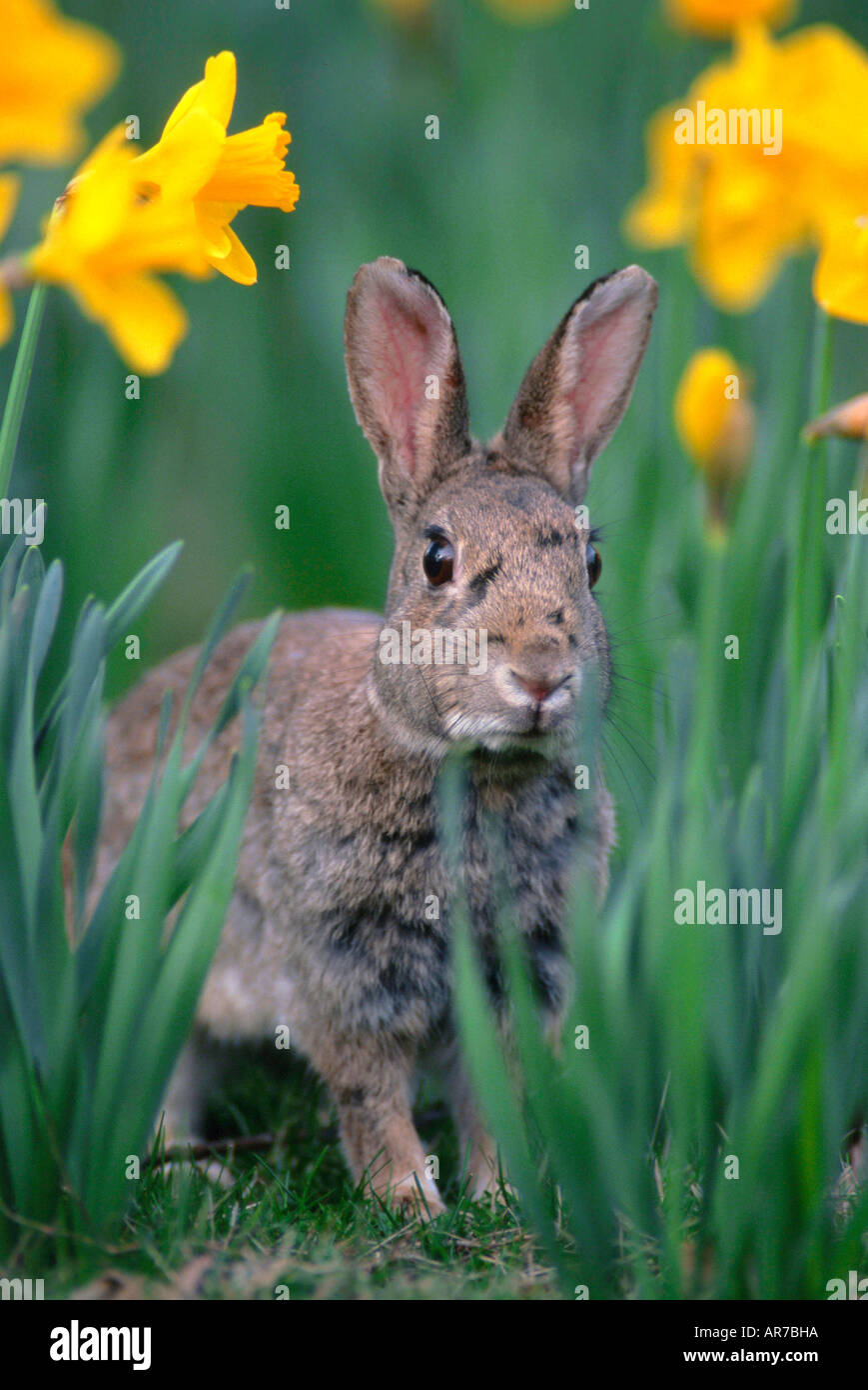 European Wild rabbit, Oryctolagus cuniculus, Wildkaninchen, Europe ...