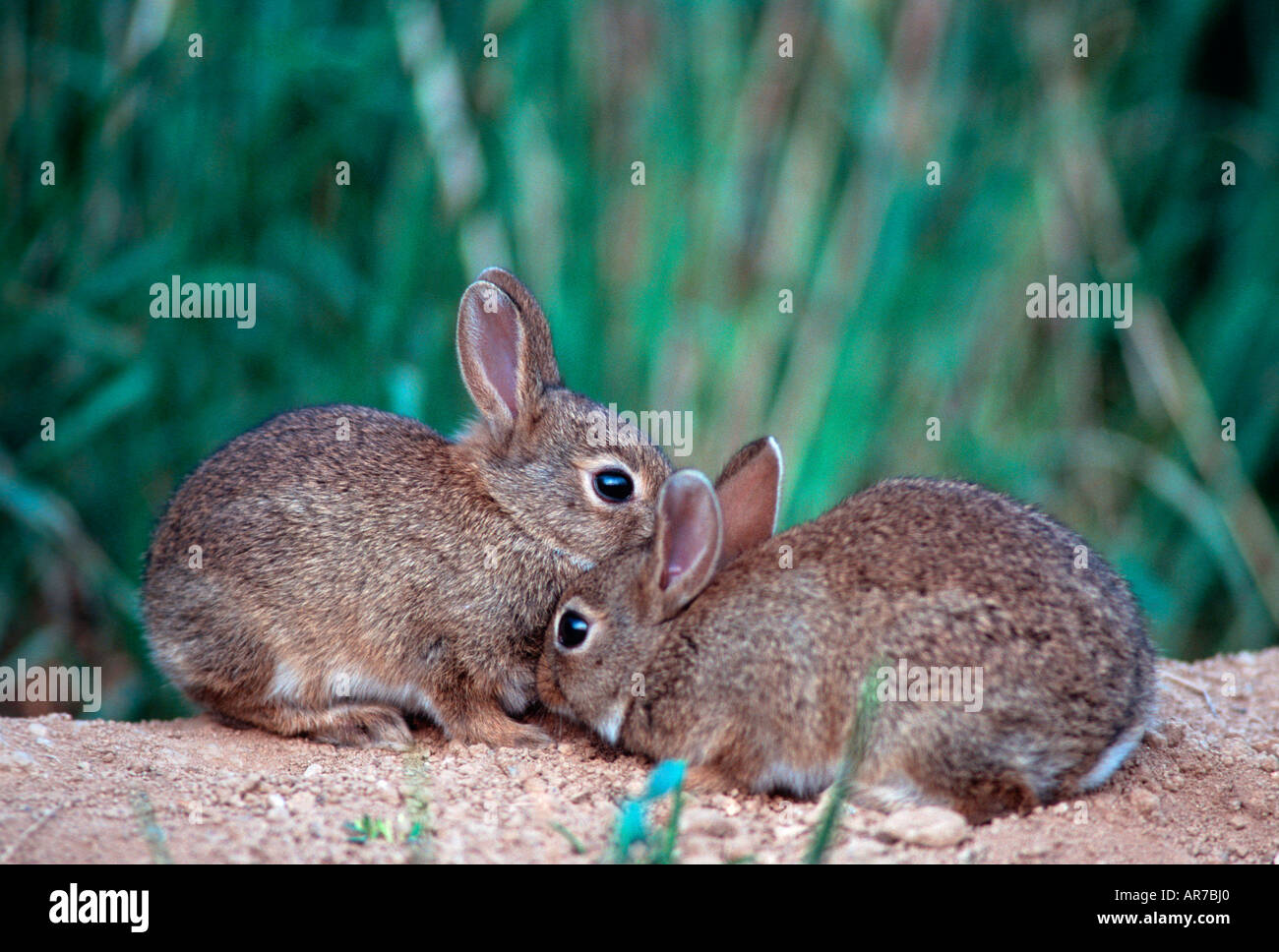 European Wild rabbit, Oryctolagus cuniculus, Wildkaninchen, Europe ...
