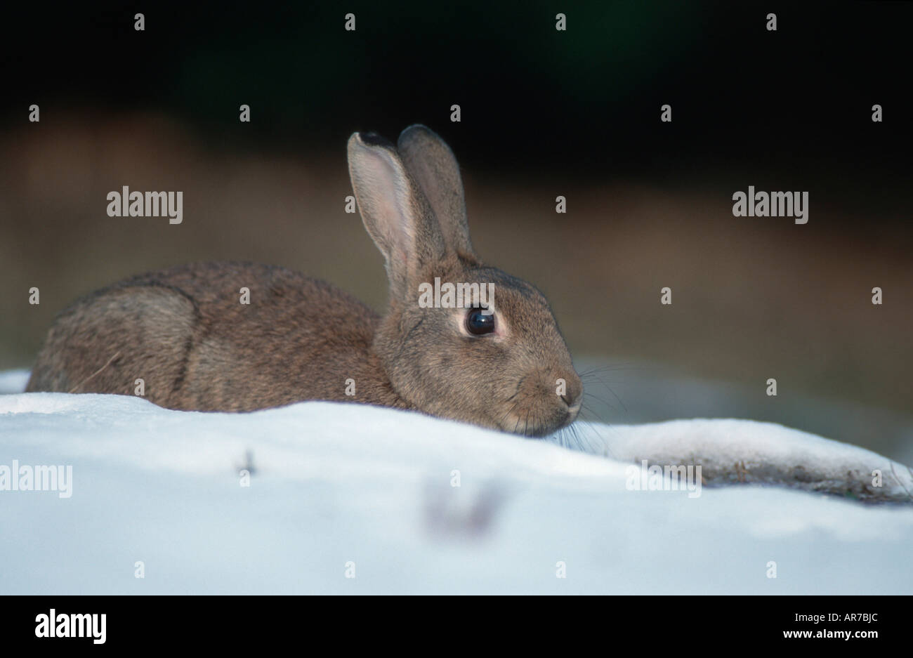 European Wild rabbit, Oryctolagus cuniculus, Wildkaninchen, Europe ...
