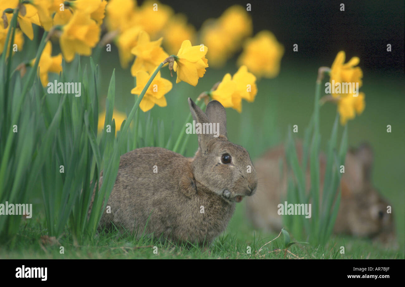 European Wild rabbit, Oryctolagus cuniculus, Wildkaninchen, Europe ...