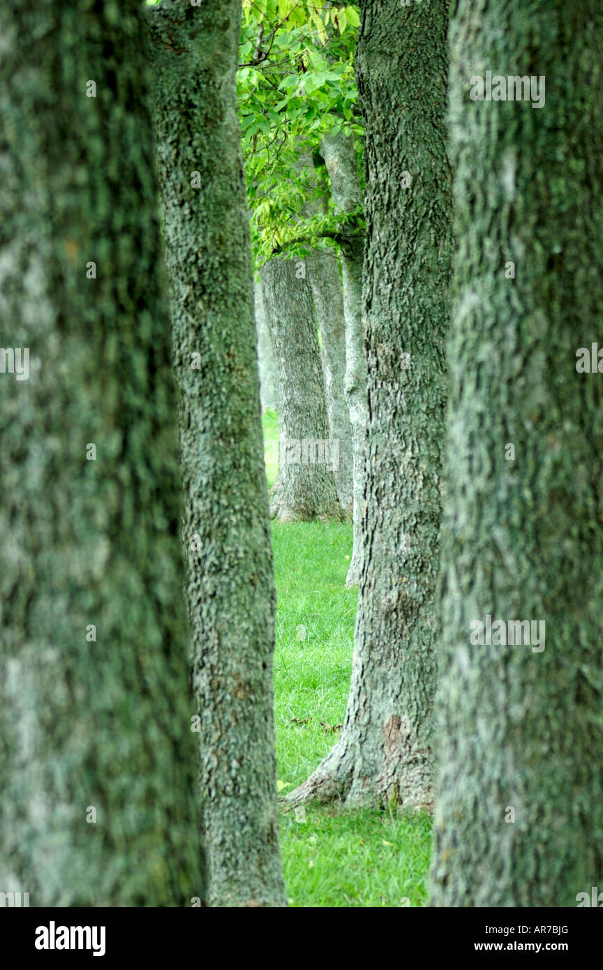 Straight trunks of a dense stand of trees Stock Photo - Alamy