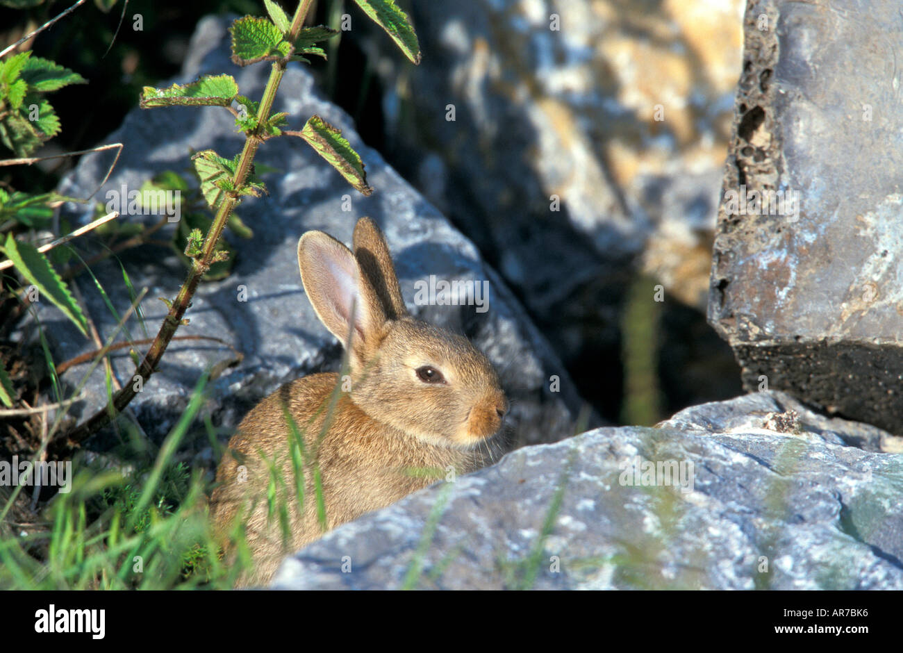 European Wild rabbit, Oryctolagus cuniculus, Wildkaninchen, Europe ...