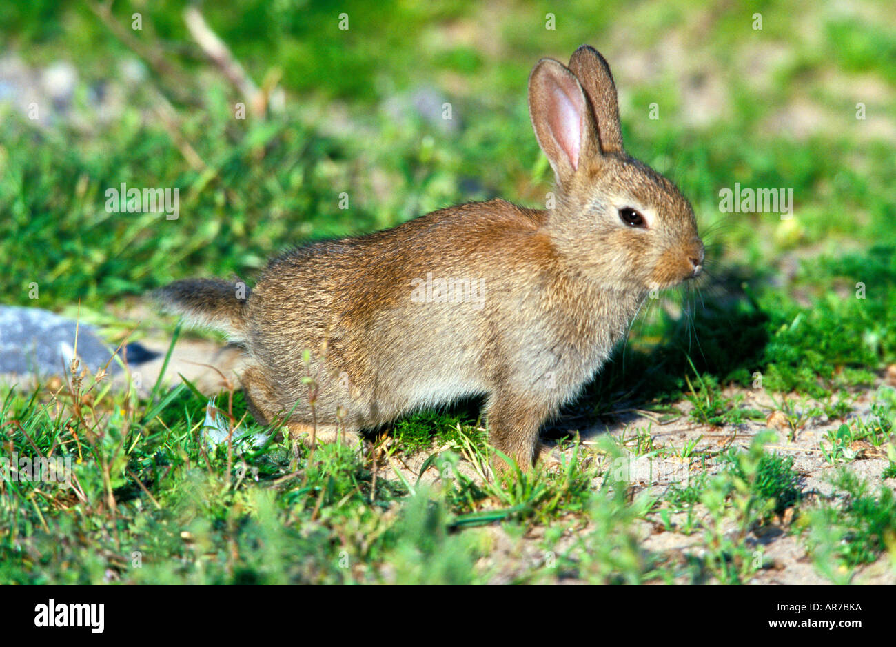 European Wild rabbit, Oryctolagus cuniculus, Wildkaninchen, Europe ...