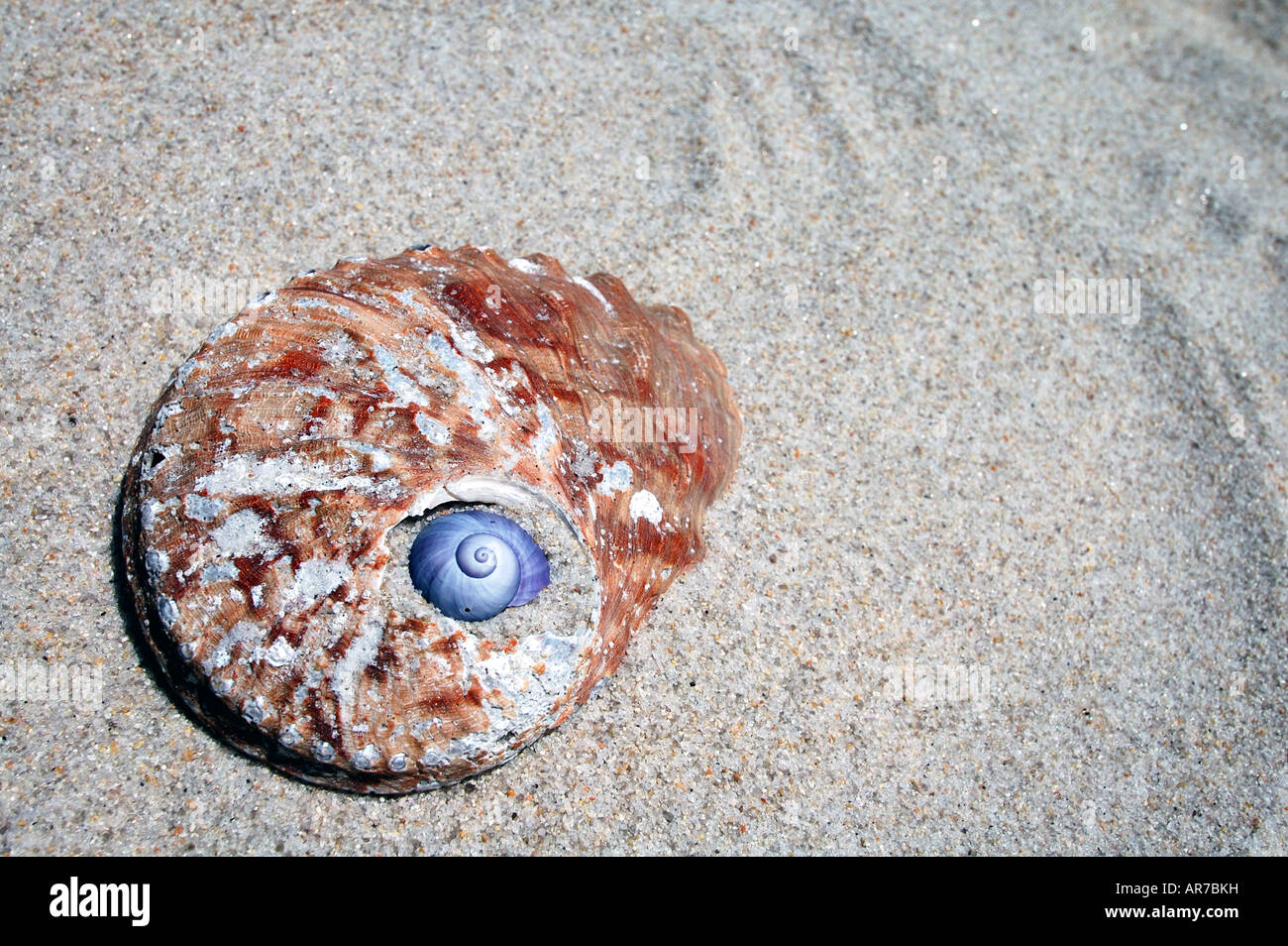 Abalone and violet shells on beach Stock Photo - Alamy