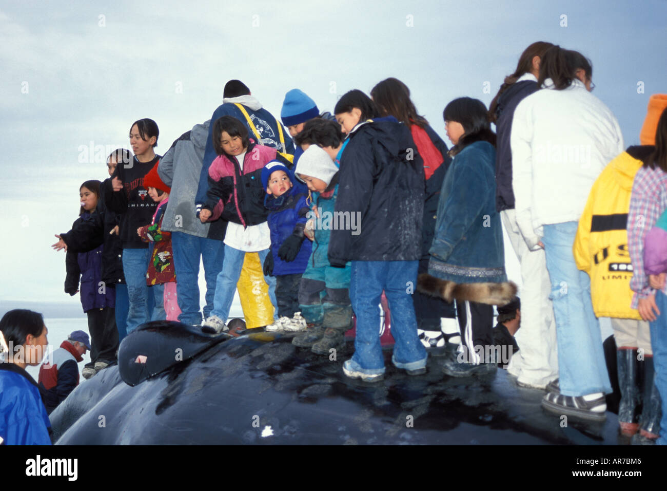 bowhead whale Balaena mysticetus caught during spring whaling season ...