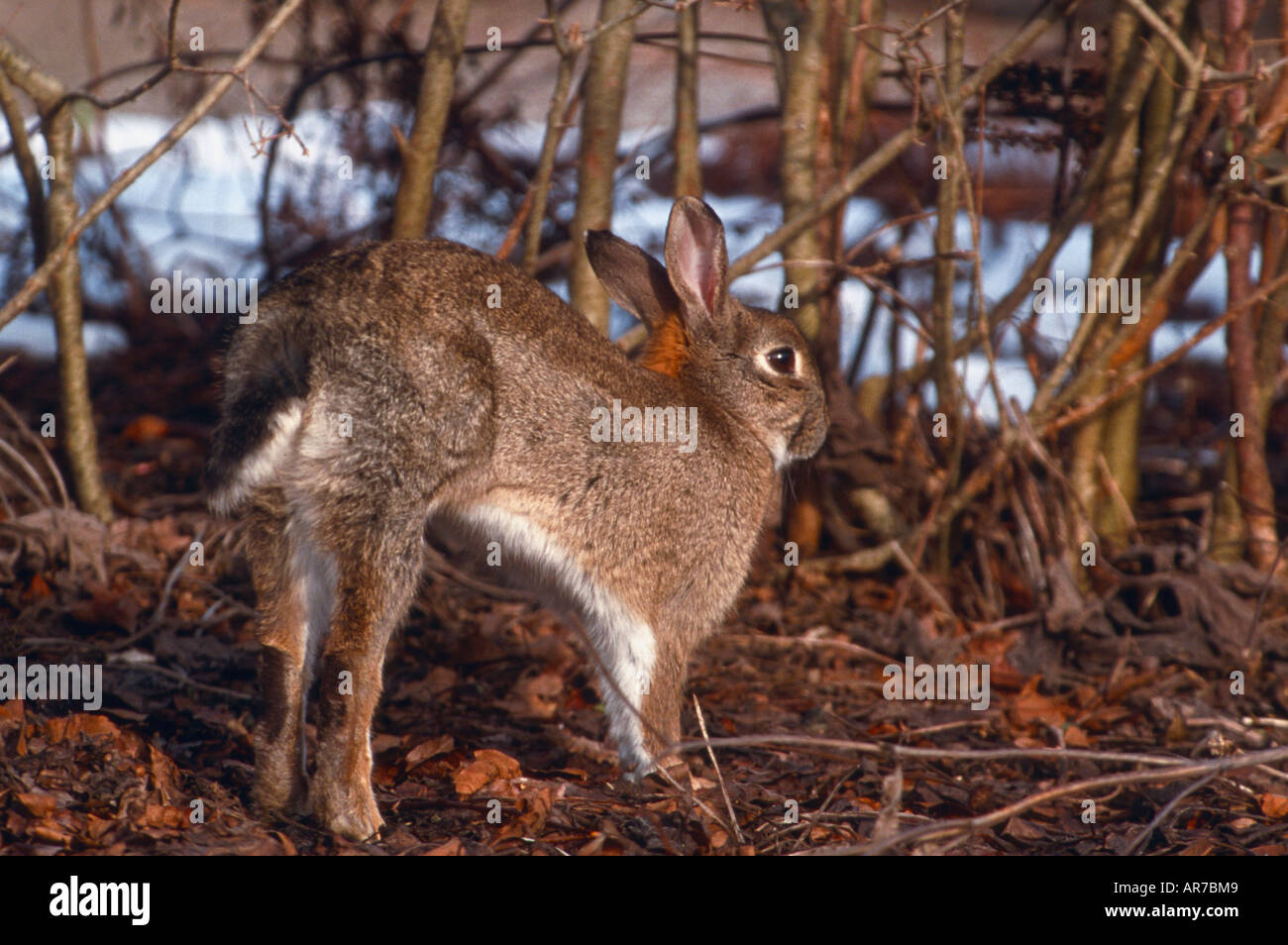 European Wild Rabbit, Wildkaninchen, Germany, Oryctolagus cuniculus ...