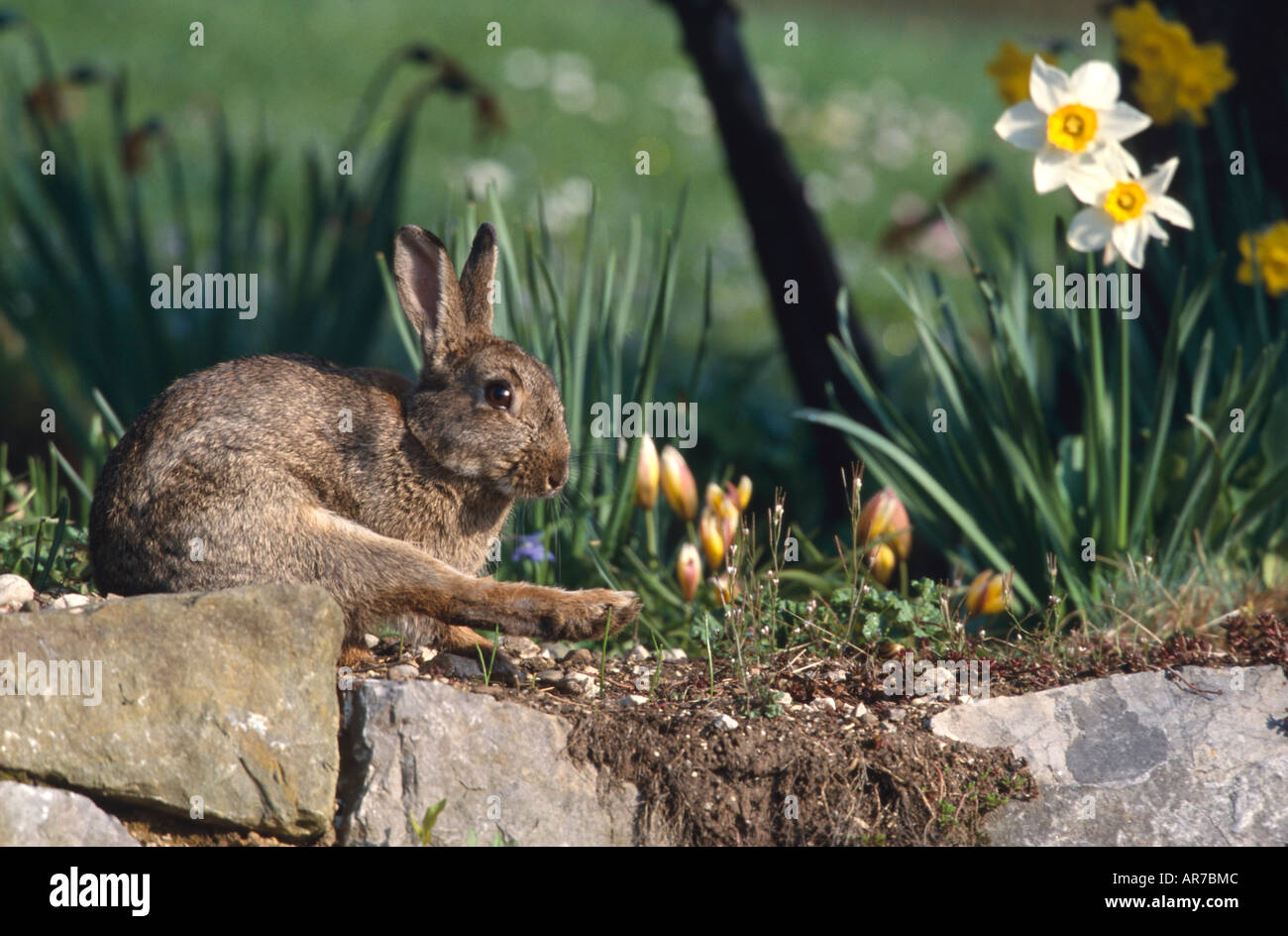 European Wild Rabbit, Wildkaninchen, Germany, Oryctolagus cuniculus ...