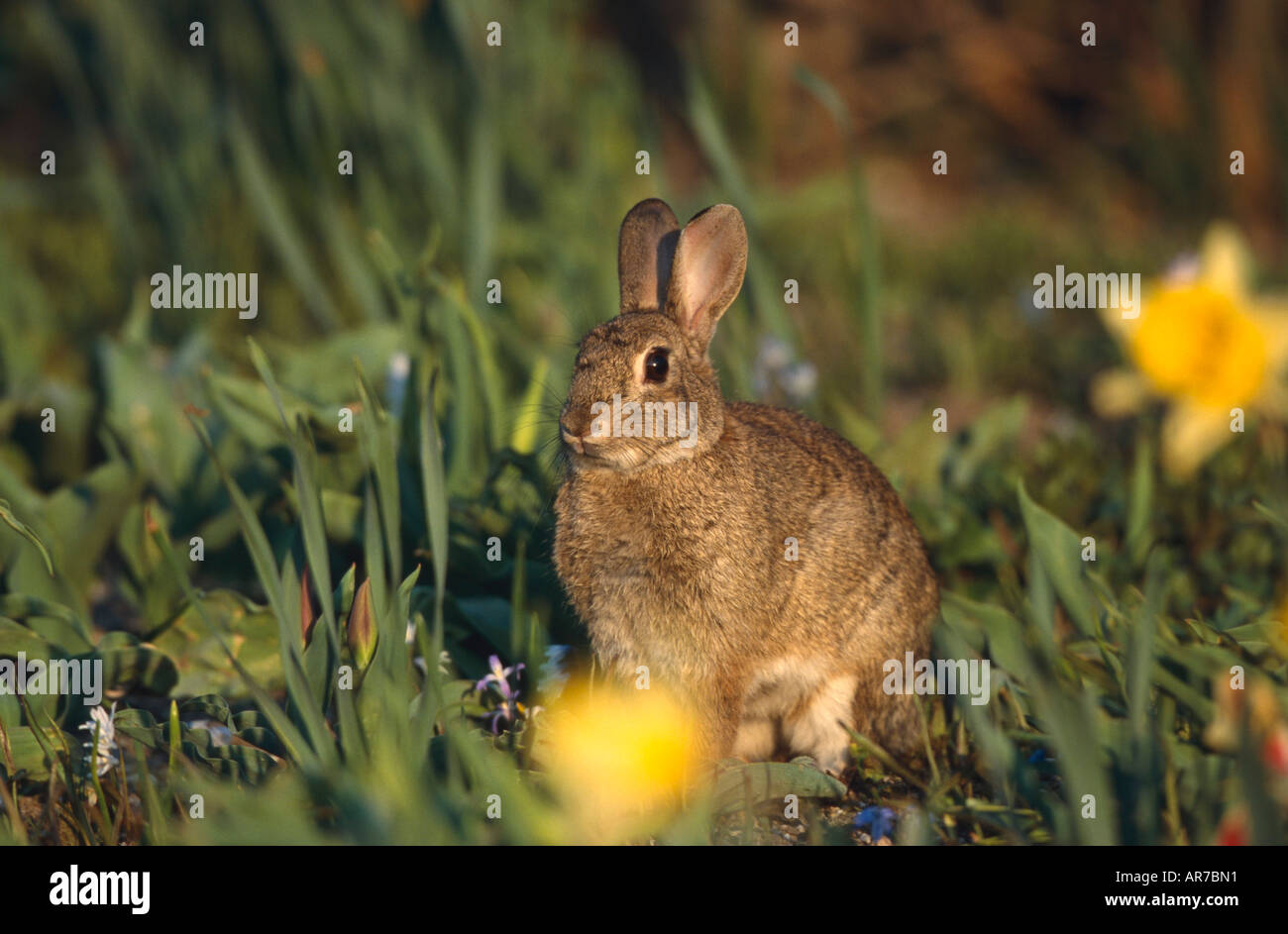 European Wild Rabbit, Wildkaninchen, Germany, Oryctolagus cuniculus ...