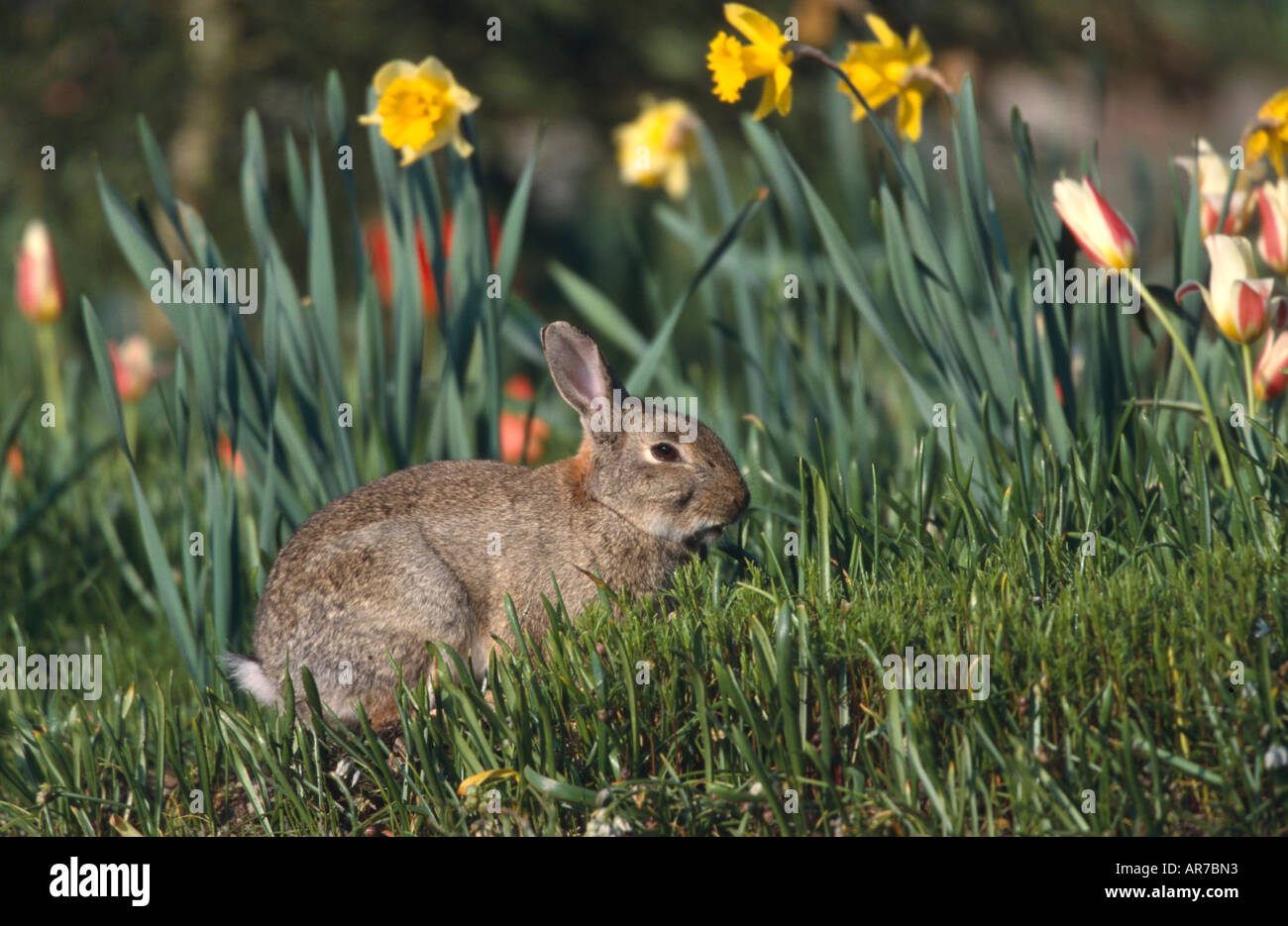 European Wild Rabbit, Wildkaninchen, Germany, Oryctolagus cuniculus ...
