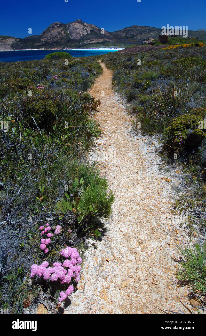 Coastal Track (with pink flowering Pimelea ferruginea) into Thistle ...