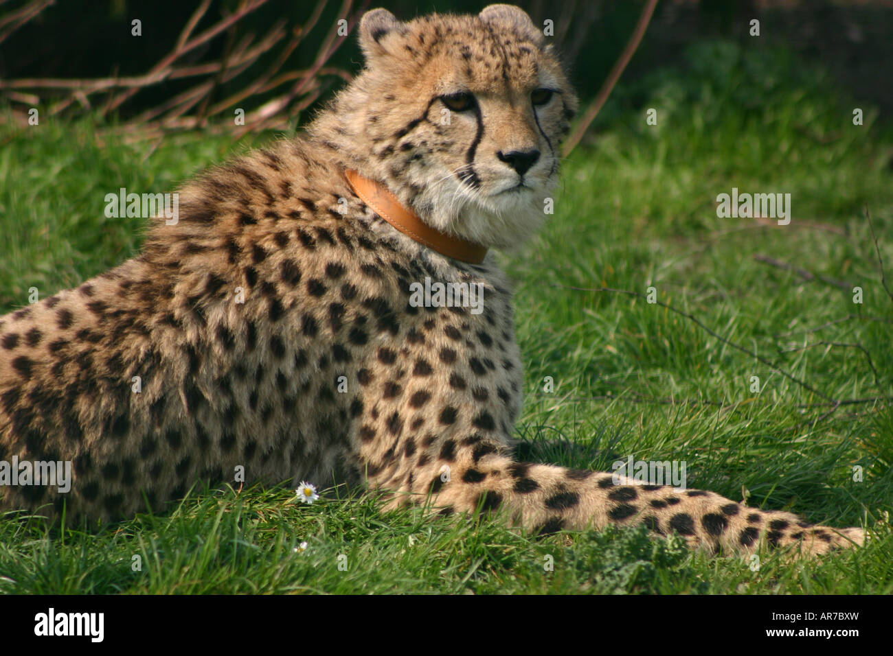relaxed looking staring big cat spotted cheetah Stock Photo - Alamy