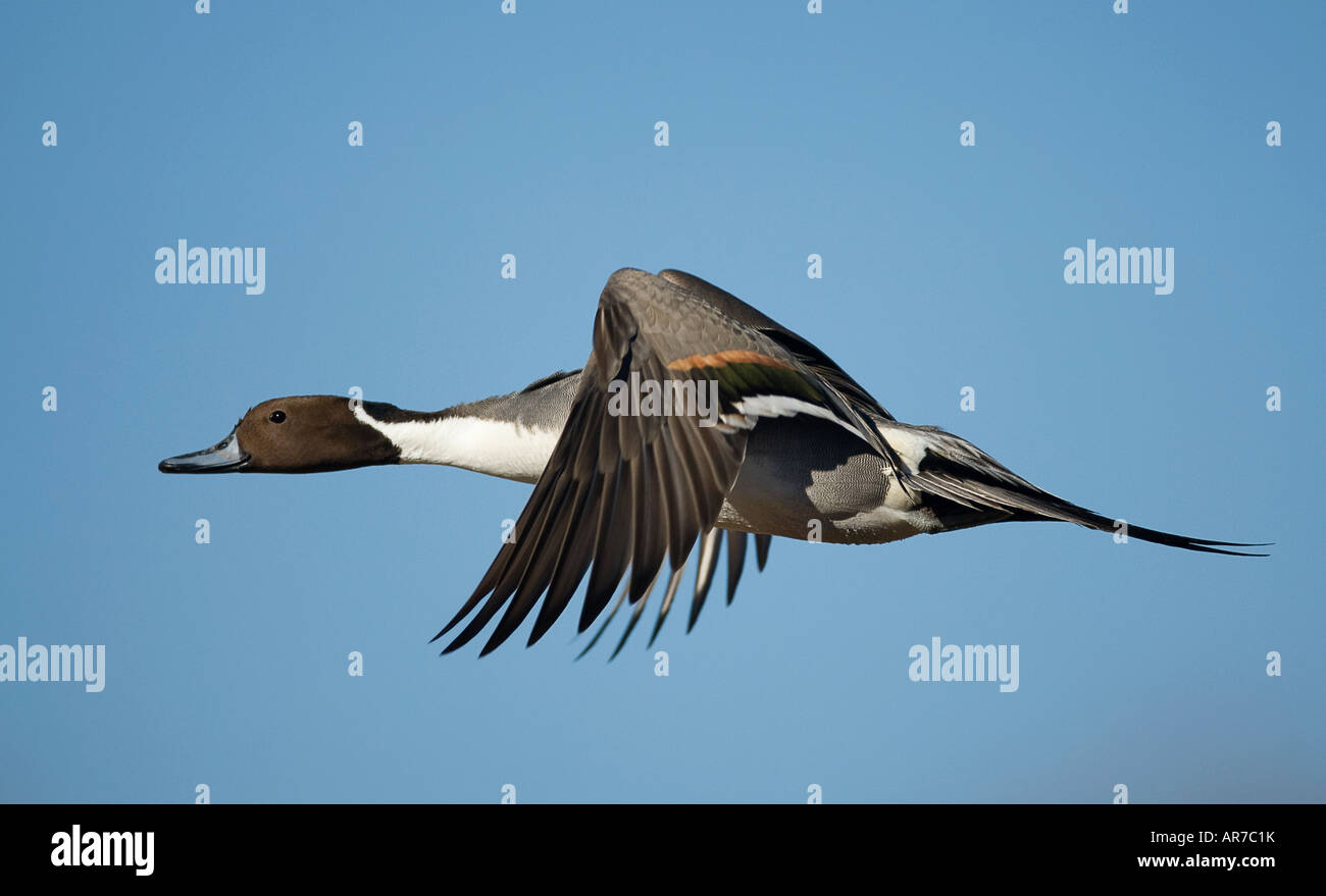 Northern Pintail Flying Stock Photo - Alamy