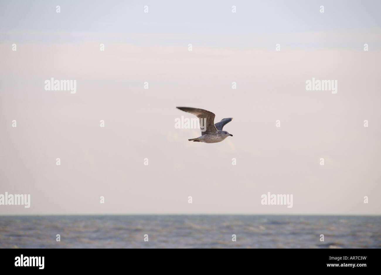 Flying seagull flying over the English Channel, Herring Gull Stock ...