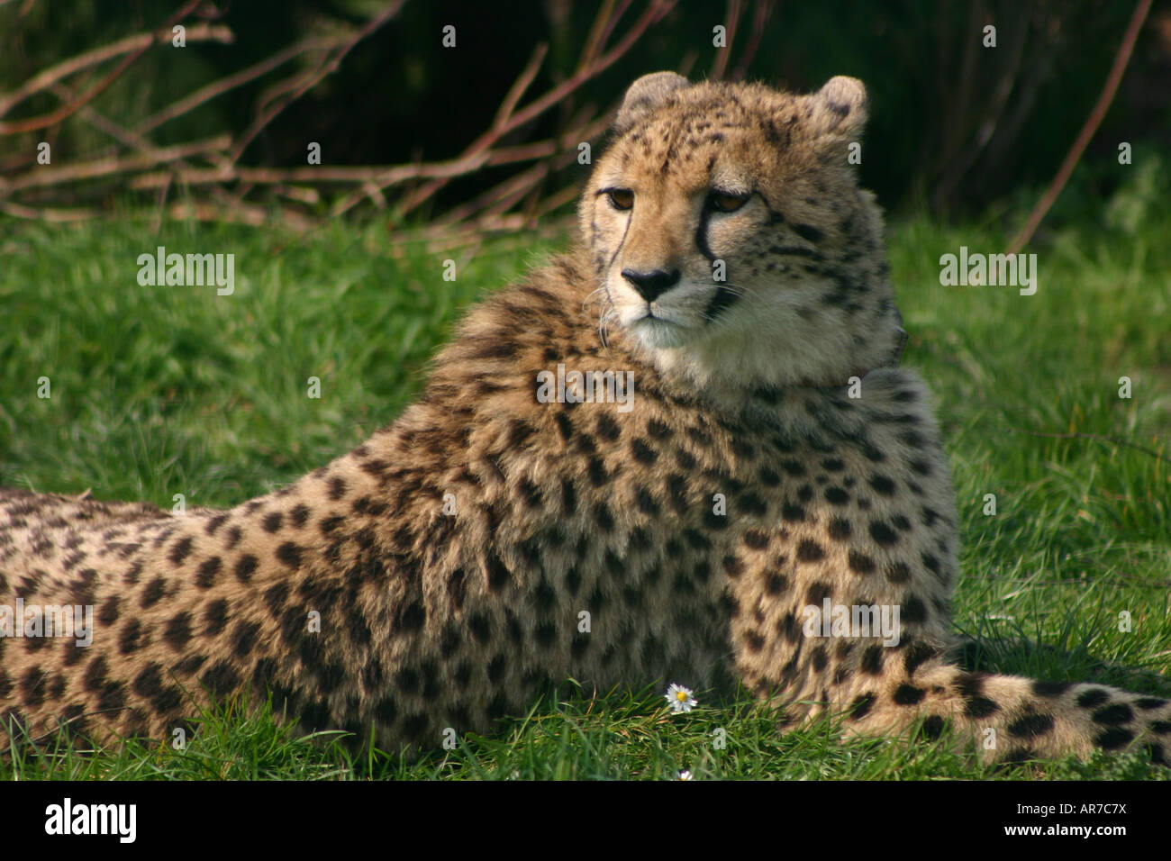 relaxed looking staring big cat spotted cheetah Stock Photo - Alamy