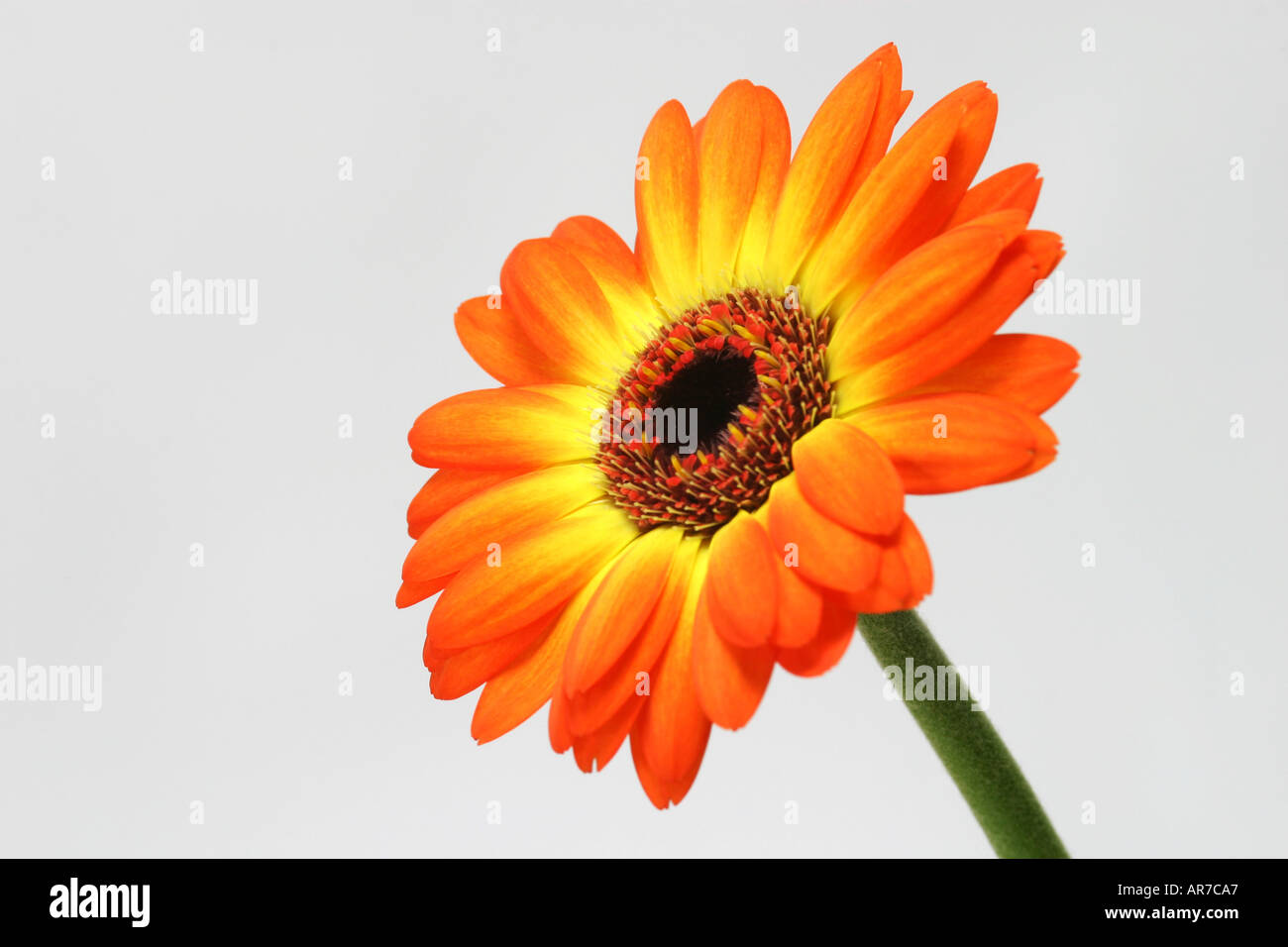 Yellow And Orange Gerber Daisy