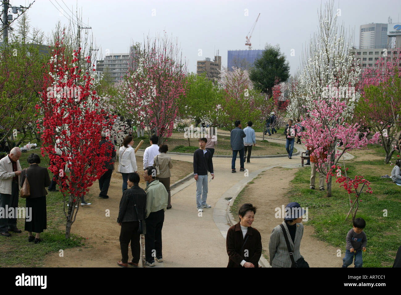 Japanese people enjoying the famous Spring cherry blossoms in Osaka ...
