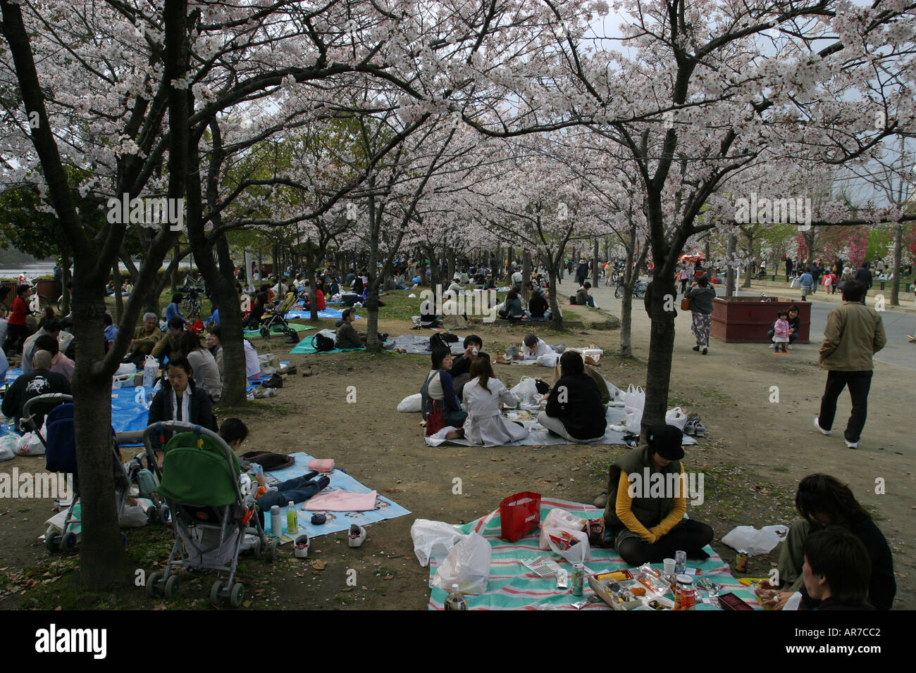 Japanese people enjoying a picnic under the spring cherry blossoms in ...