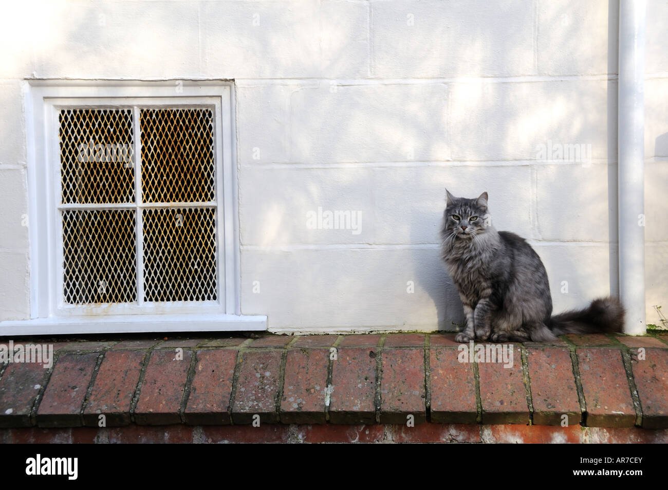 Domestic cat sitting on brick wall next to window, grey Stock Photo - Alamy