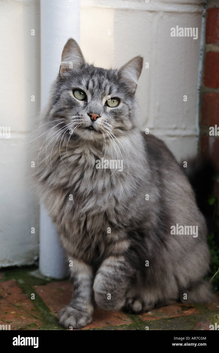 Domestic cat, grey Stock Photo - Alamy