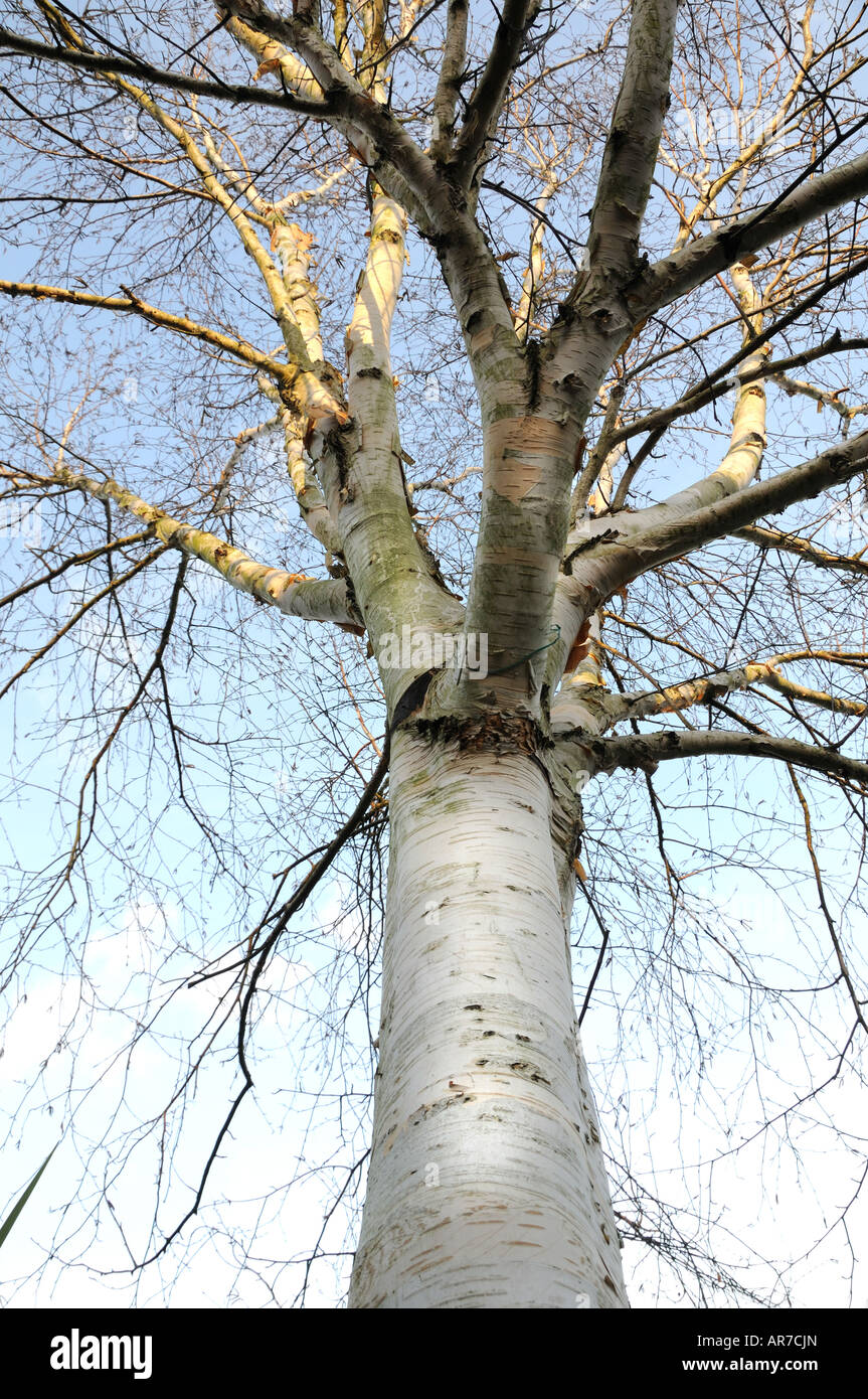 Silver Birch Tree in Winter, England Stock Photo - Alamy
