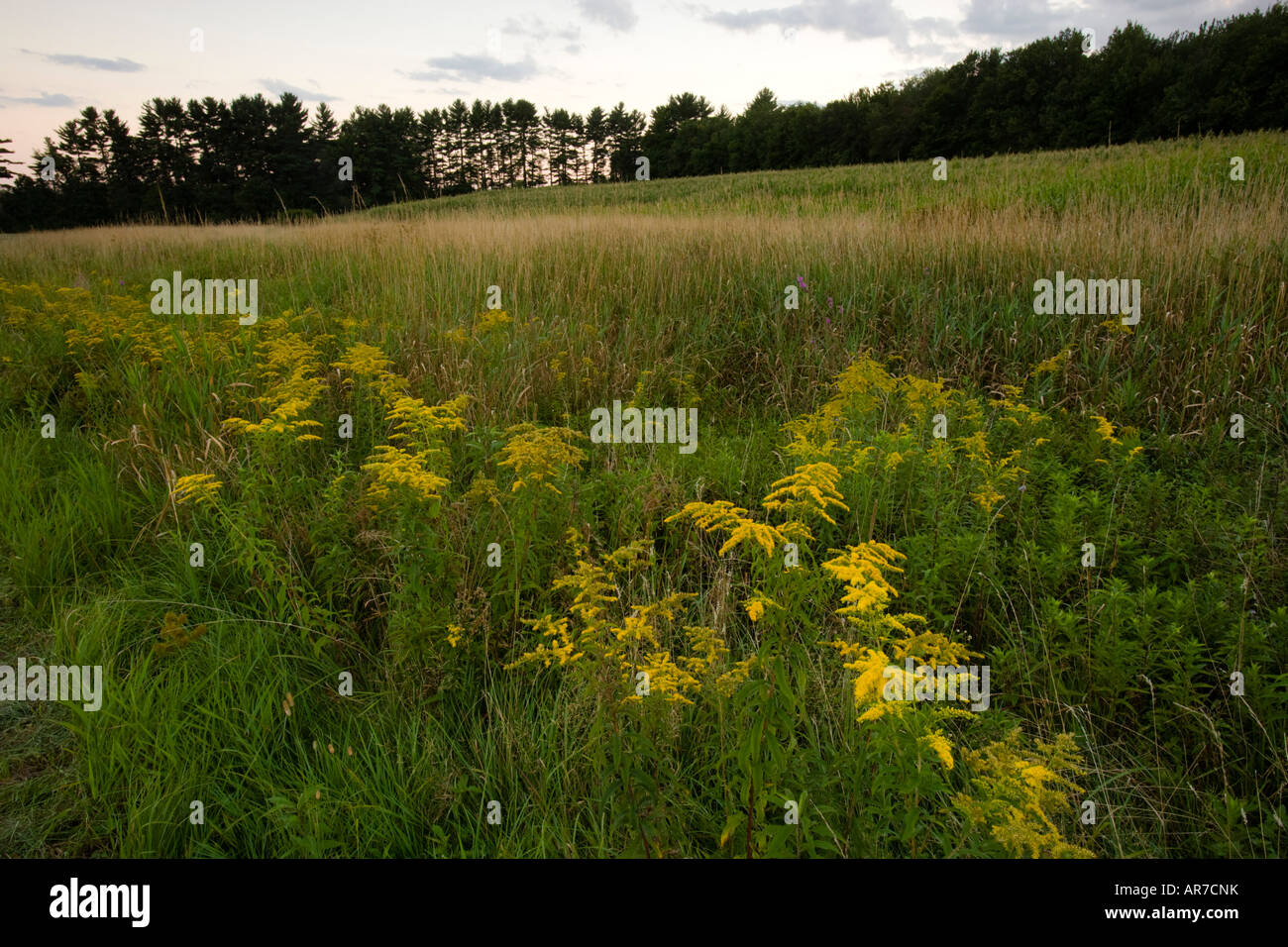 Ragweed hi-res stock photography and images - Alamy