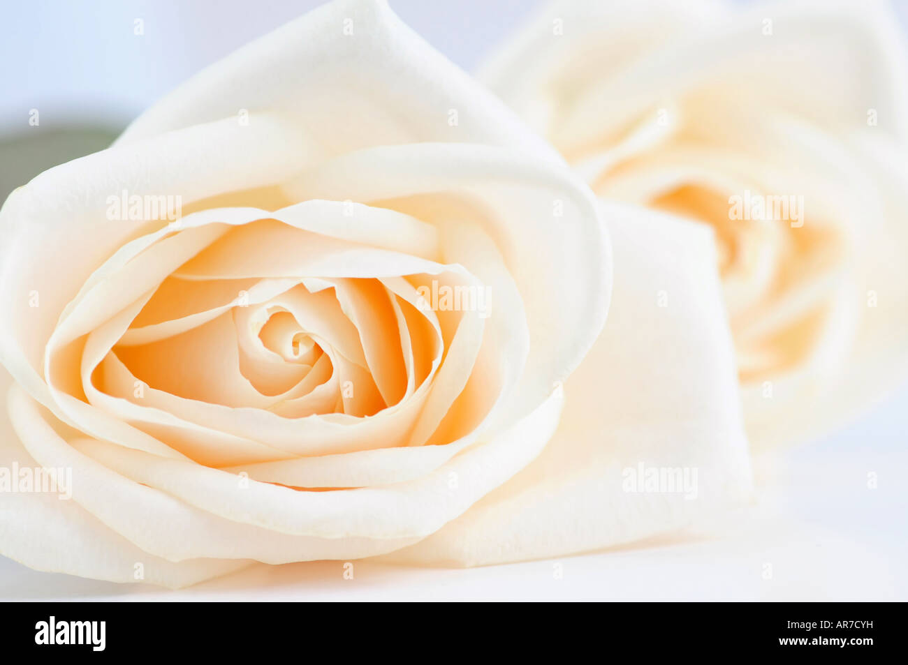 Delicate high key beige roses macro floral background Stock Photo - Alamy