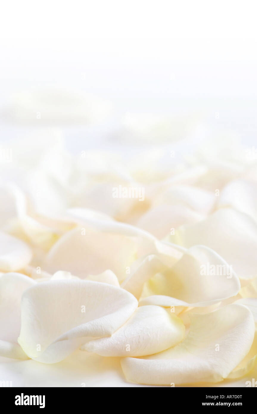 Abstract background of fresh white rose petals Stock Photo - Alamy