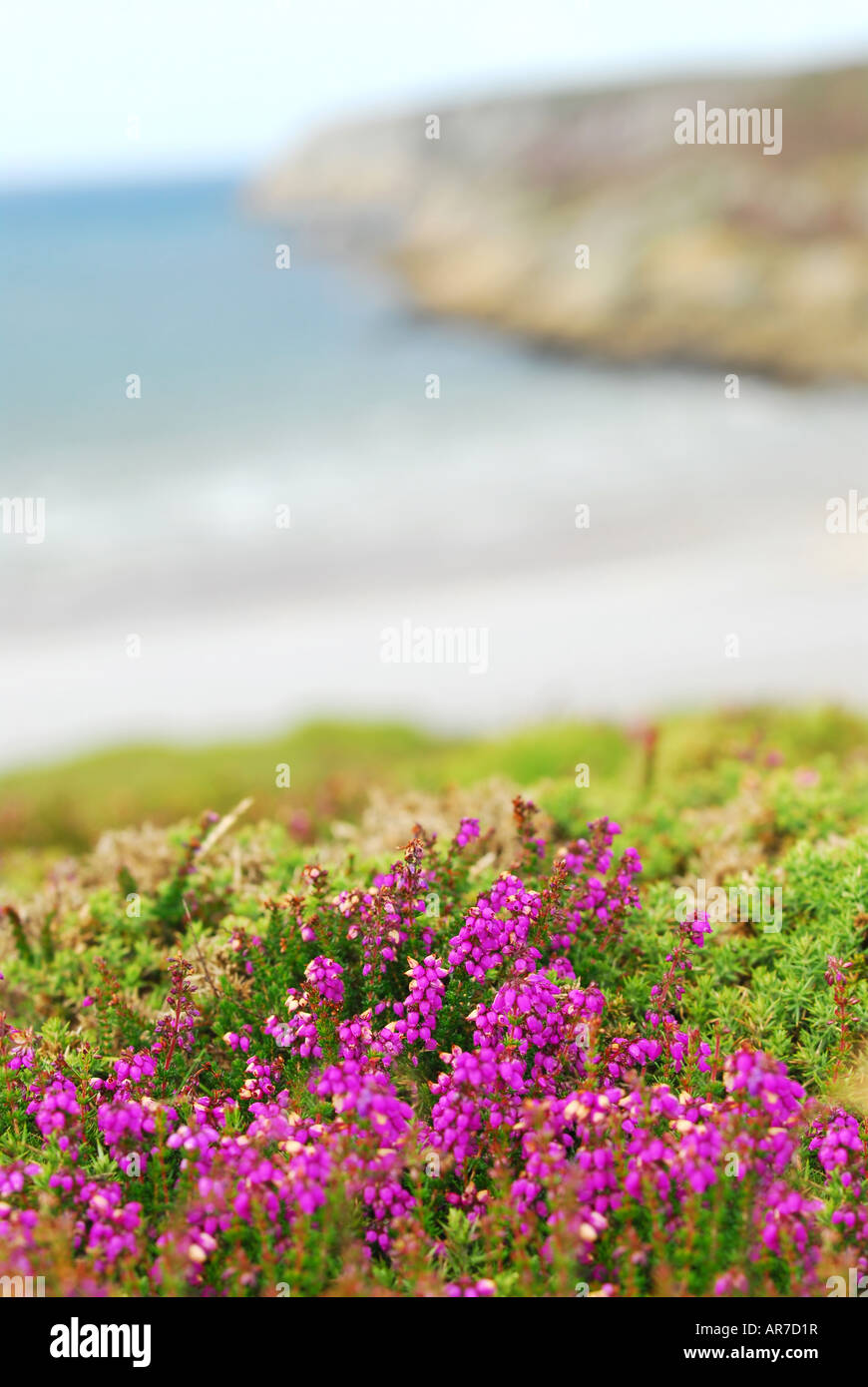 Heather blooming at the Atlantic ocean coast in Brittany France Stock ...