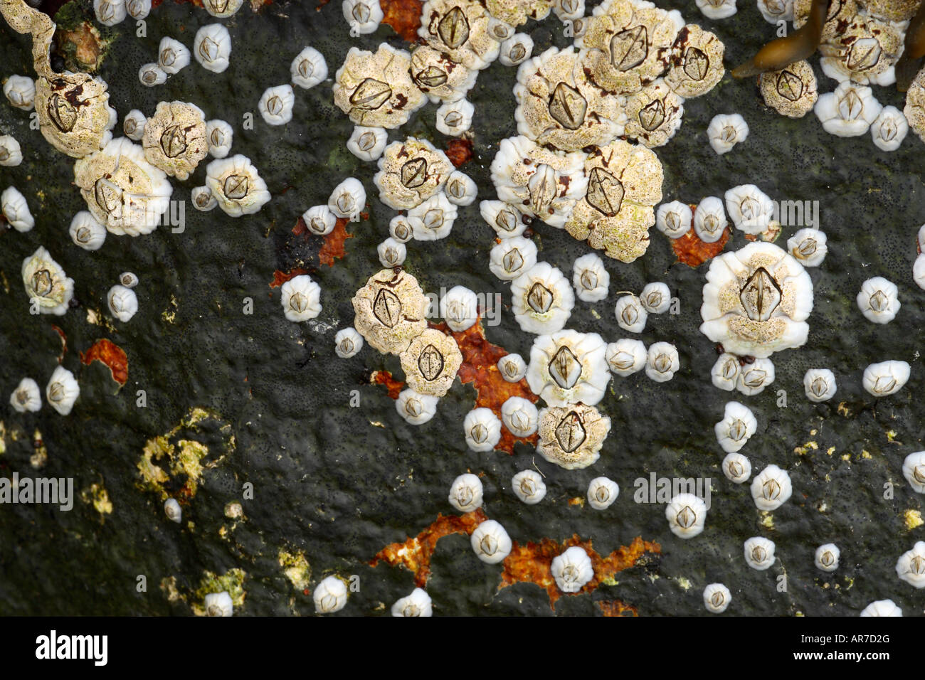 Barnacles Semibalanus balanoides on multi coloured rock Stock Photo - Alamy