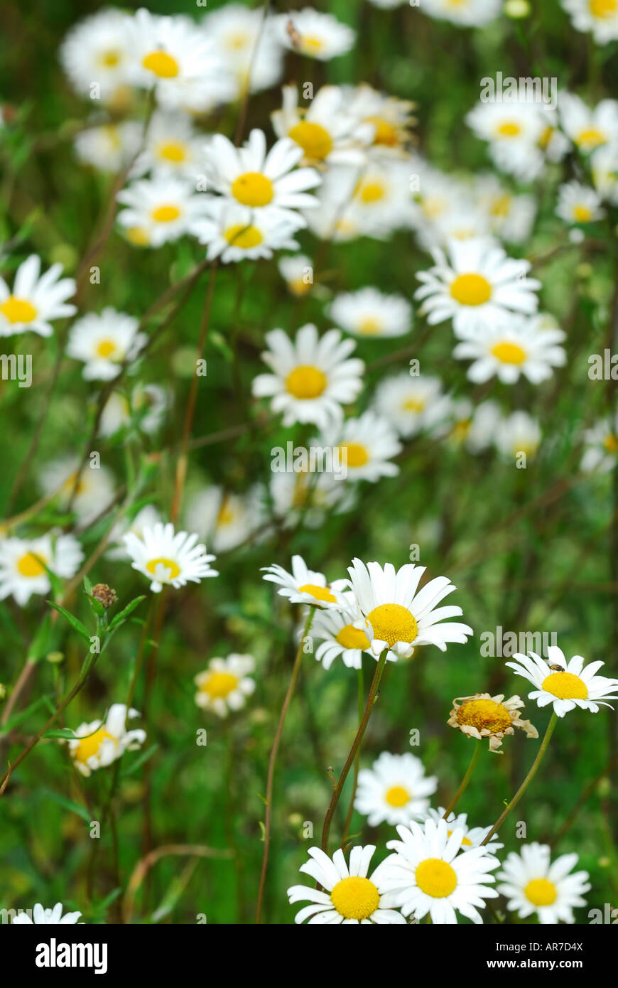 White wild daisies blooming in the summer meadow Stock Photo - Alamy