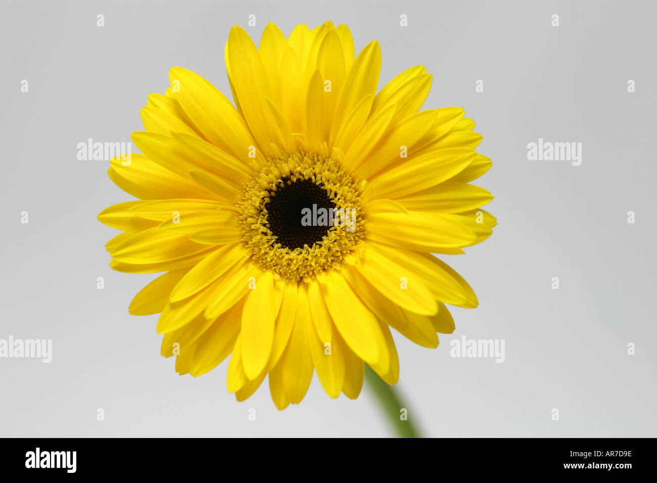Yellow gerbera flower against a white background Stock Photo - Alamy