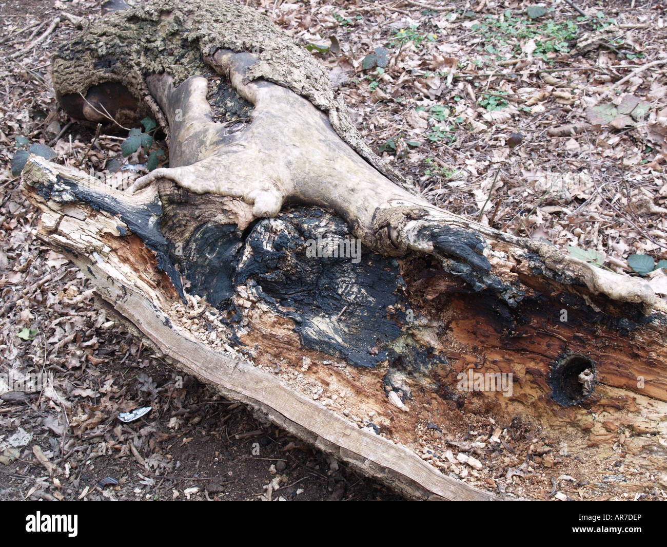 ancient tree winter trunk burnt ash epping forest Stock Photo - Alamy