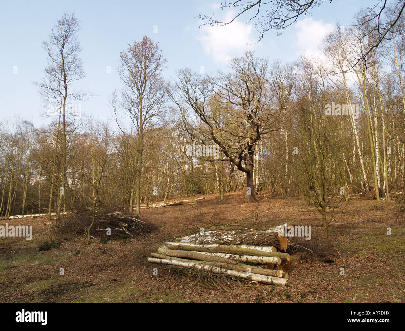 ancient tree winter trunks woodland epping forest Stock Photo - Alamy