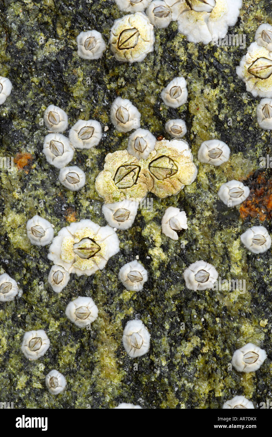 Barnacles Semibalanus balanoides on green multi coloured rock Stock ...