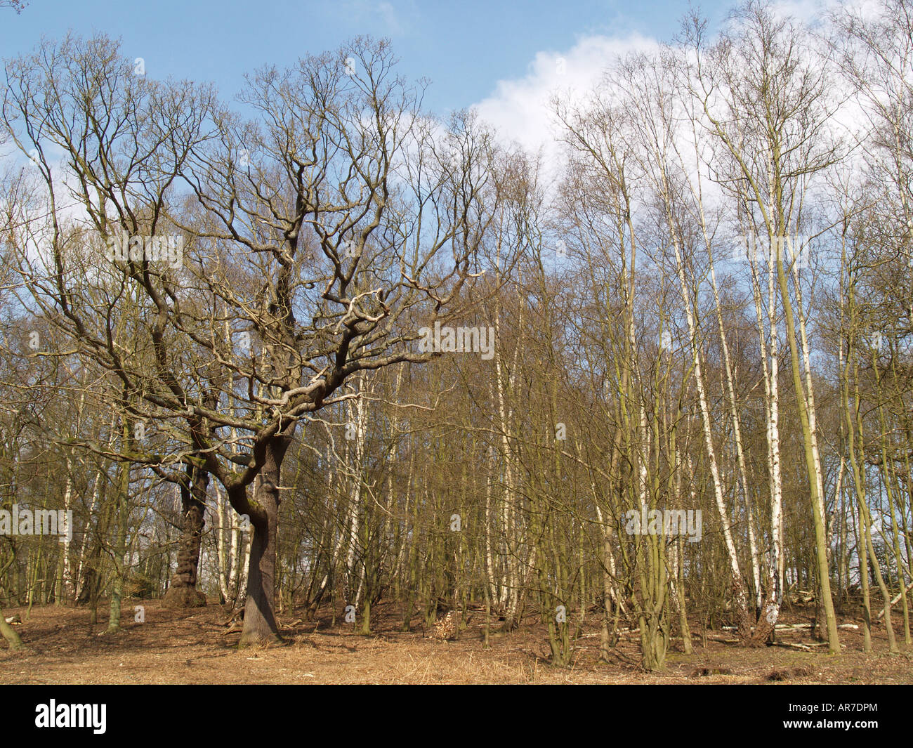 ancient tree winter trunks woodland epping forest Stock Photo - Alamy