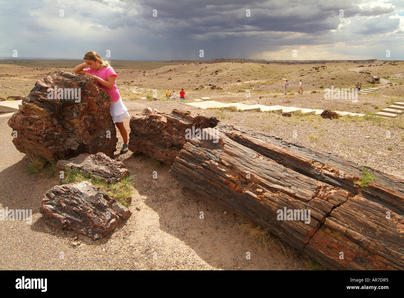 A girl 11 studies a section of a petrified log on the Giant Logs Trial ...
