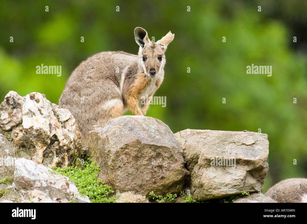 Yellow footed Rock Wallaby Petrogale xanthopus Stock Photo - Alamy
