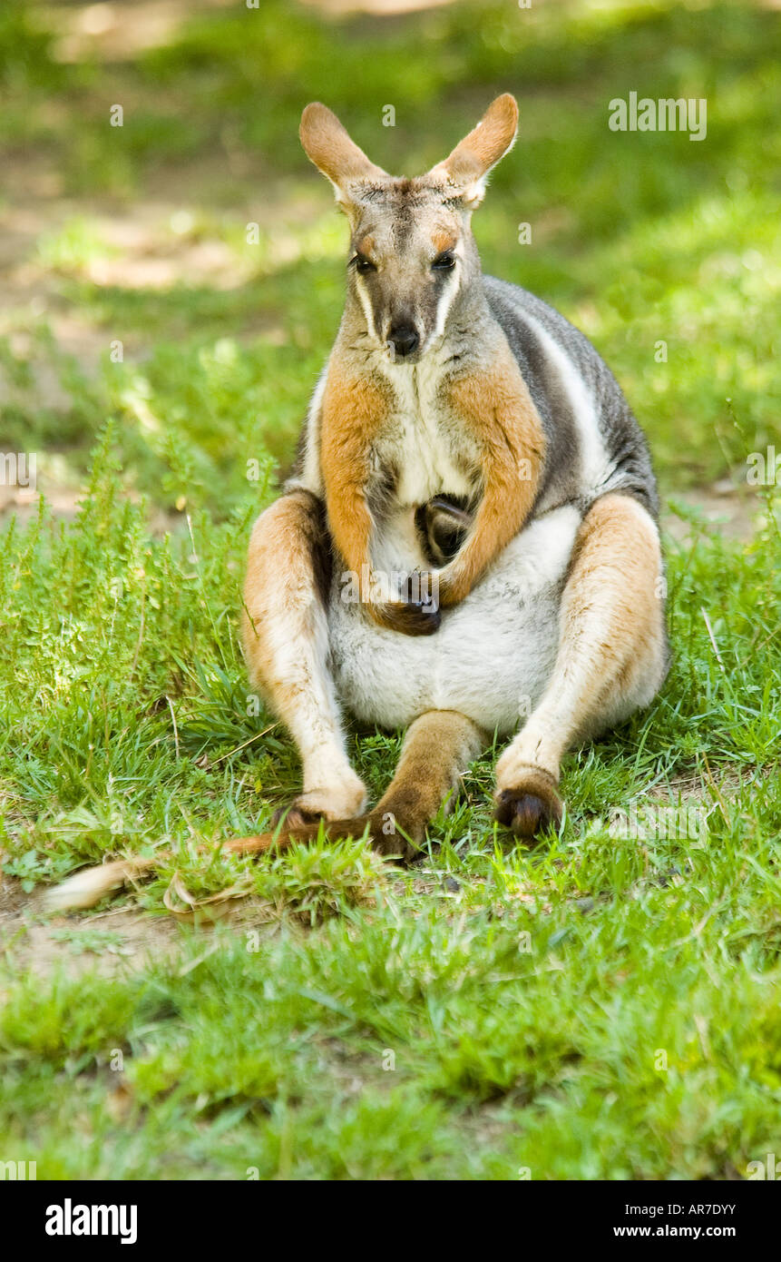 Yellow footed Rock Wallaby Petrogale xanthopus Stock Photo - Alamy