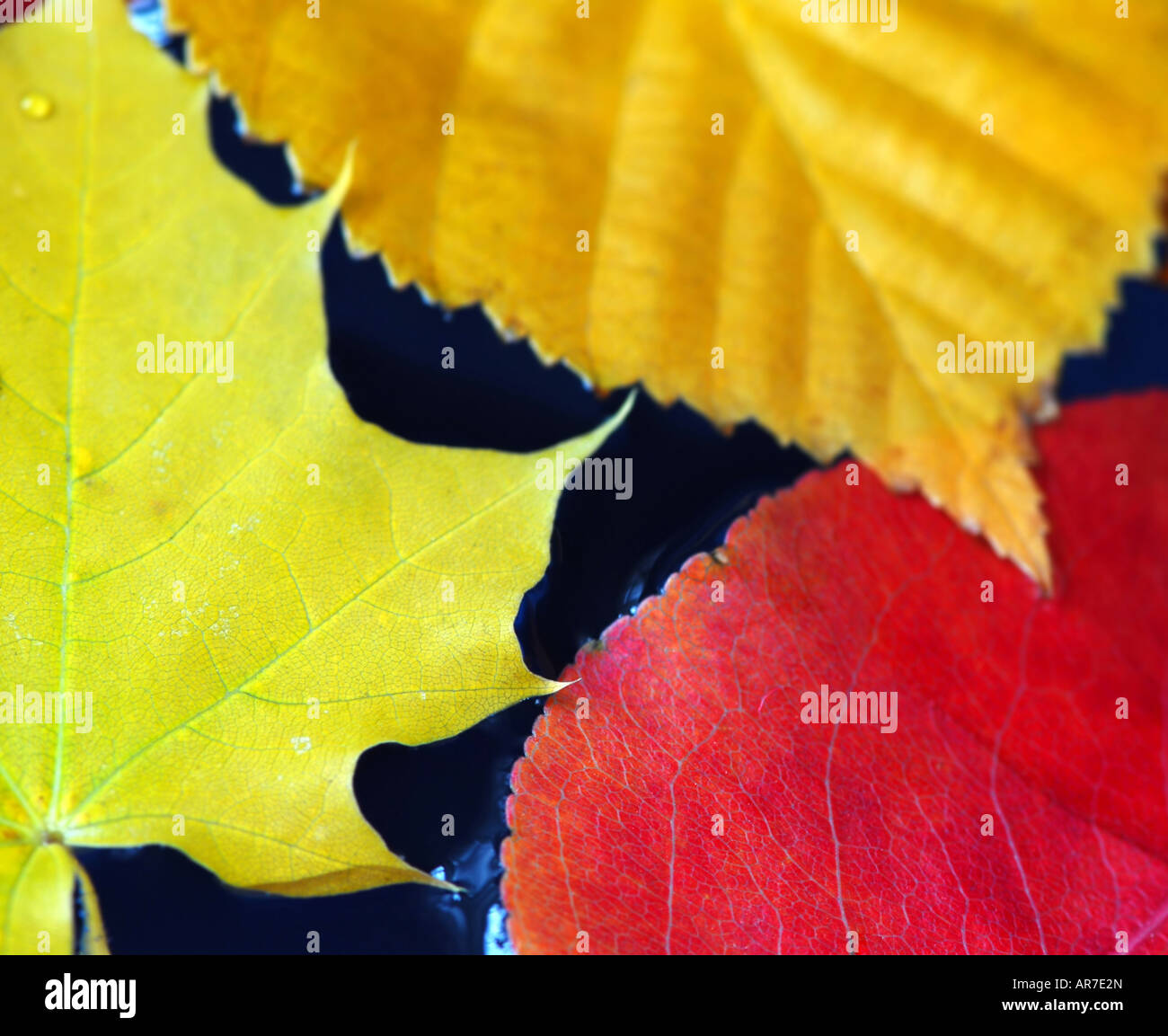 Abstract leaf shapes in various colors hi-res stock photography and images - Alamy
