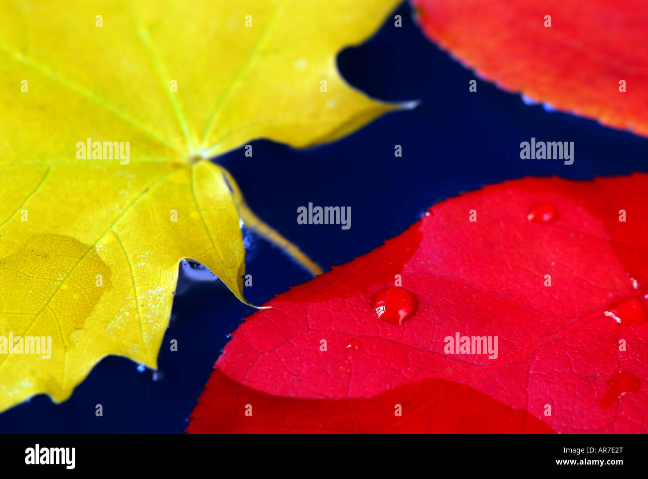 Colorful fall leaves floating in blue water Stock Photo - Alamy
