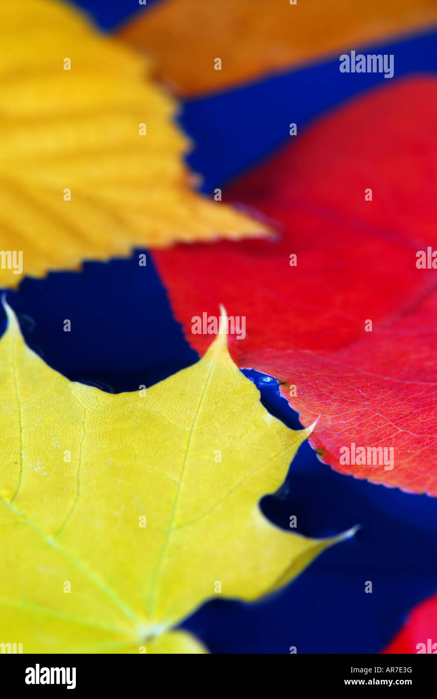 Assorted fallen leaves hi-res stock photography and images - Alamy