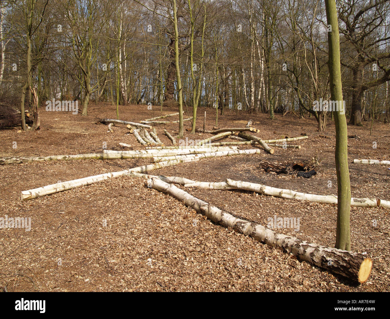 ancient tree winter trunks woodland epping forest Stock Photo - Alamy