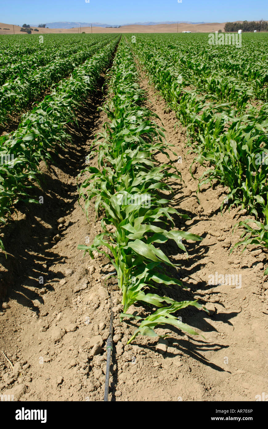 Young corn field in a valley in Central California Stock Photo - Alamy