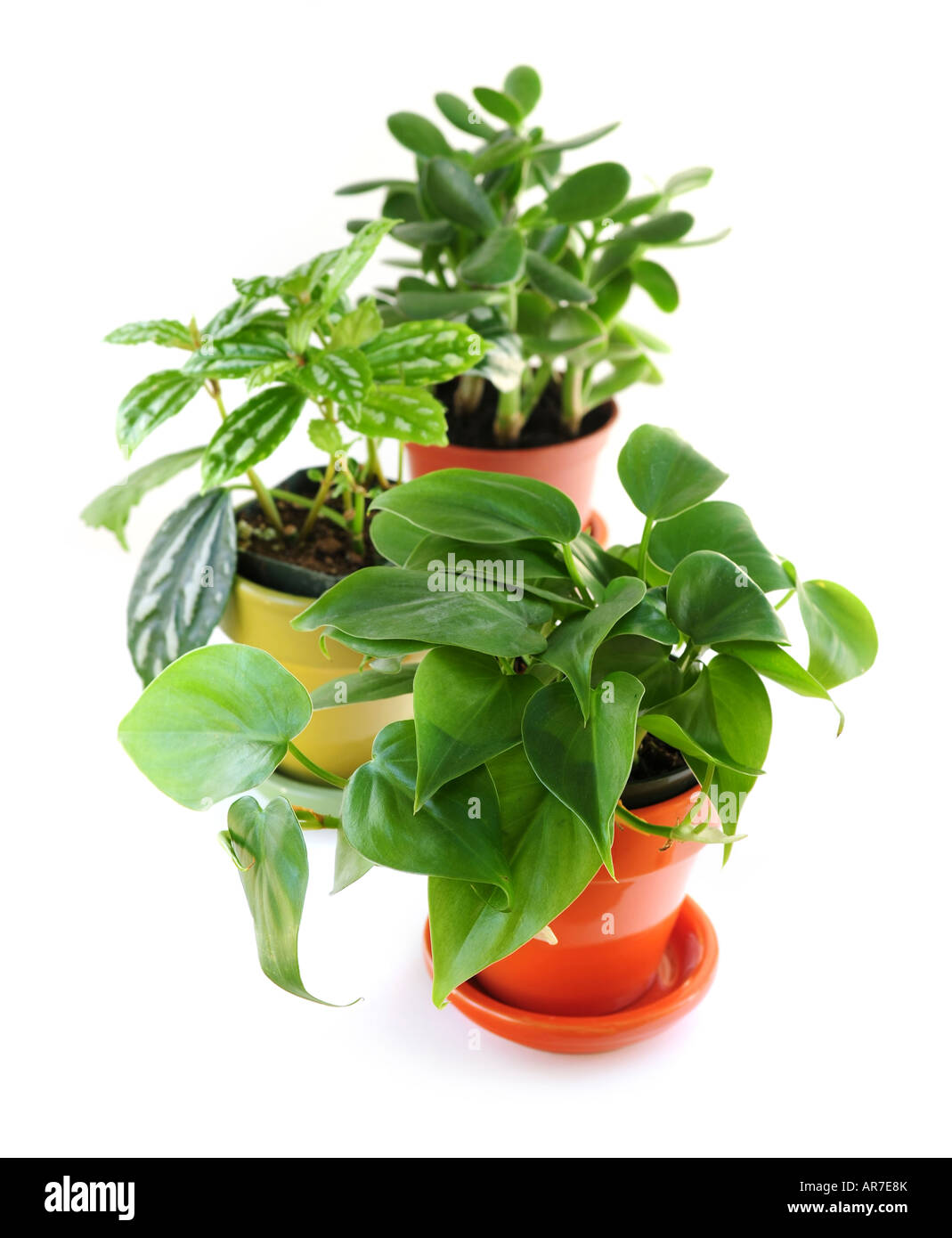 Assorted green houseplants in pots isolated on white background Stock ...