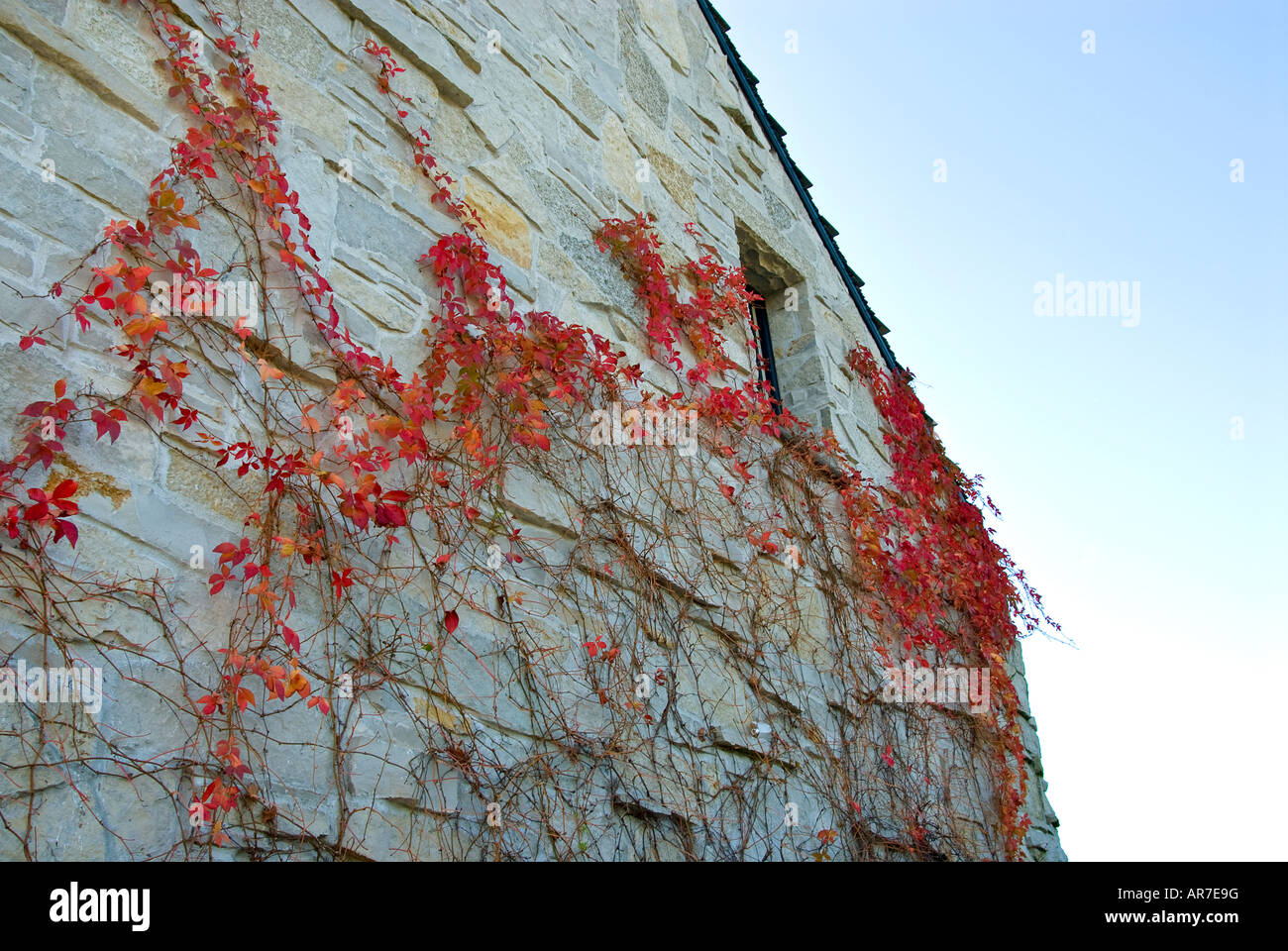 Autumn Vine on Stone Building Stock Photo - Alamy