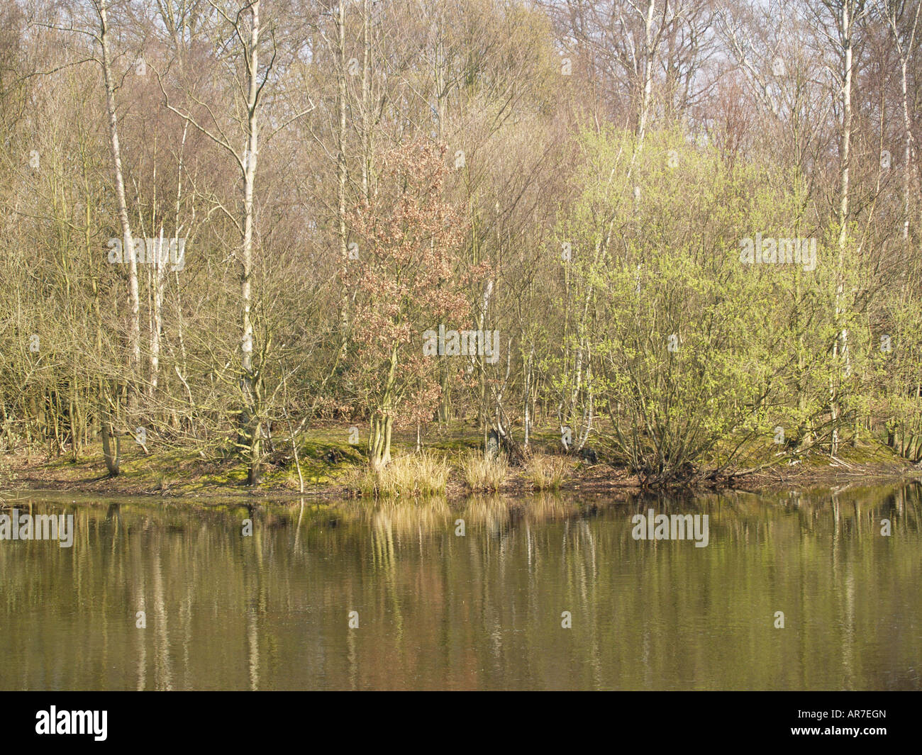 Epping forest ancient woodland hi-res stock photography and images - Alamy