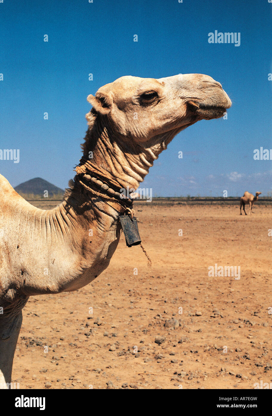 Portrait of male Camel wearing a wooden bell which signifies it is a ...
