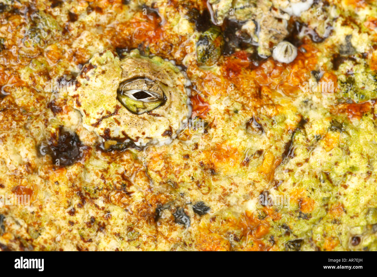 Barnacles Semibalanus balanoides open and covered in multi coloured ...